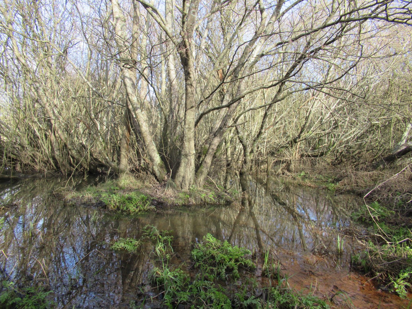 Halfway Bridge walk on 1st February 2023 | Midhurst Footpath Companions