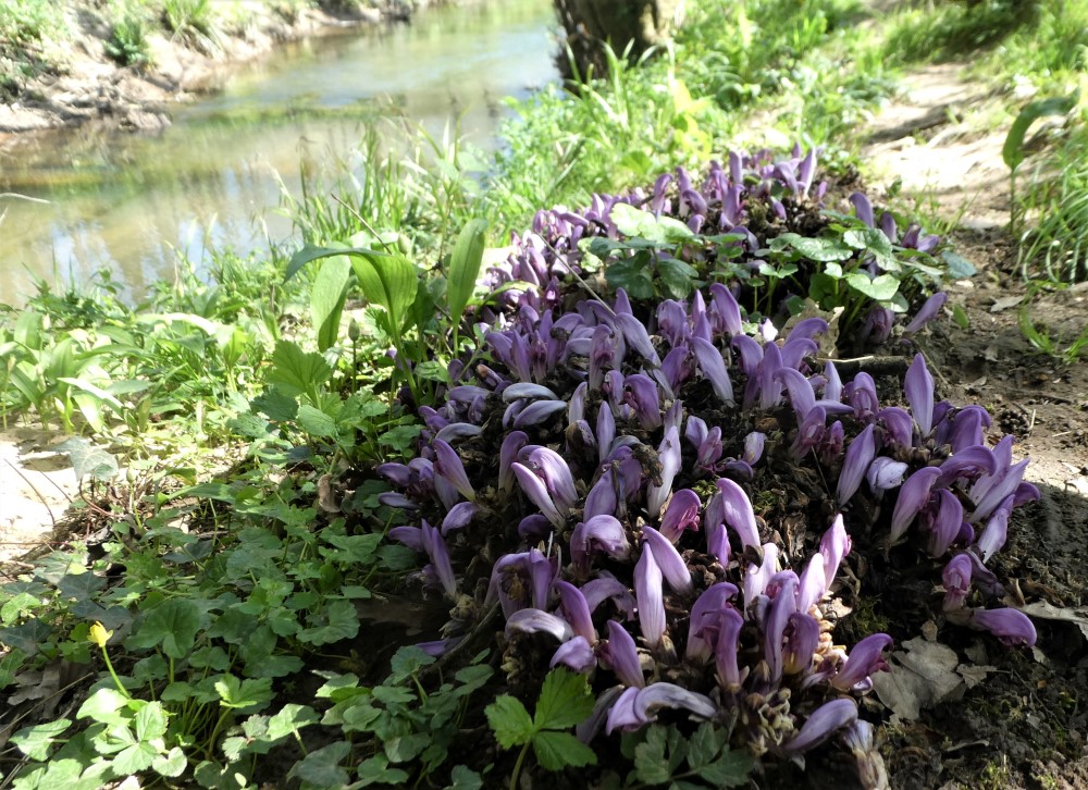 Purple Toothwort | Midhurst Footpath Companions