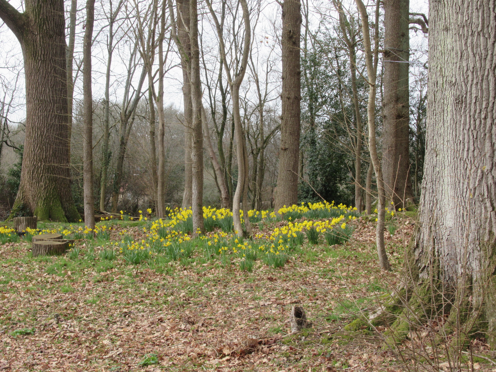 Fernhurst long walk 15th March 2023 | Midhurst Footpath Companions
