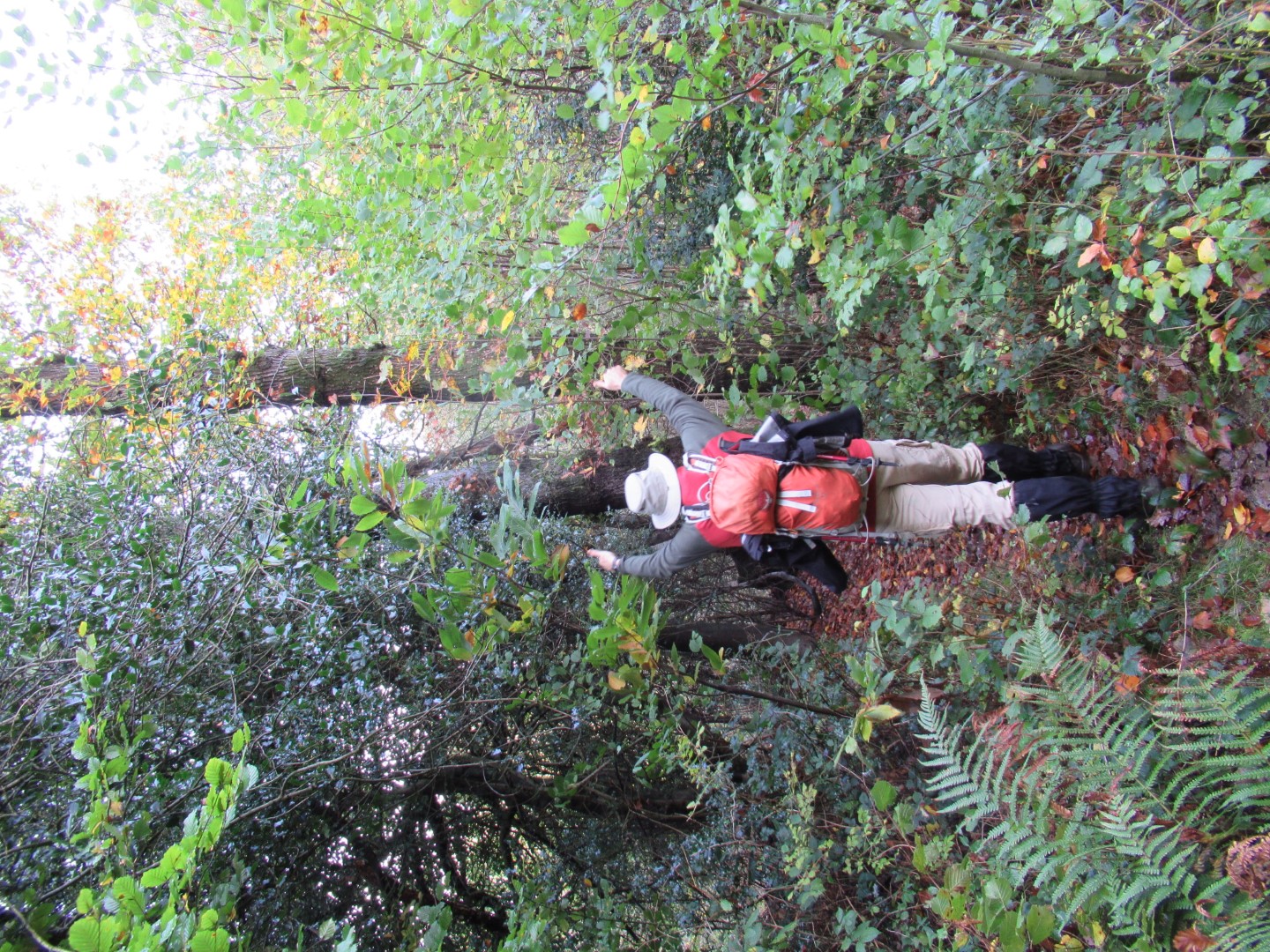 Five Hills long walk on 8th November 2022 | Midhurst Footpath Companions