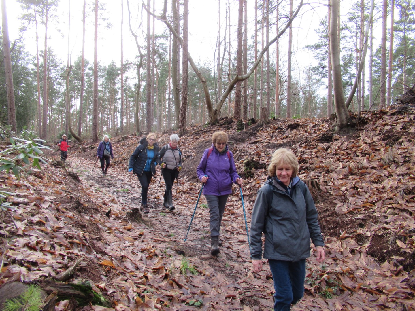 Stedham walk on 11th January 2023 | Midhurst Footpath Companions
