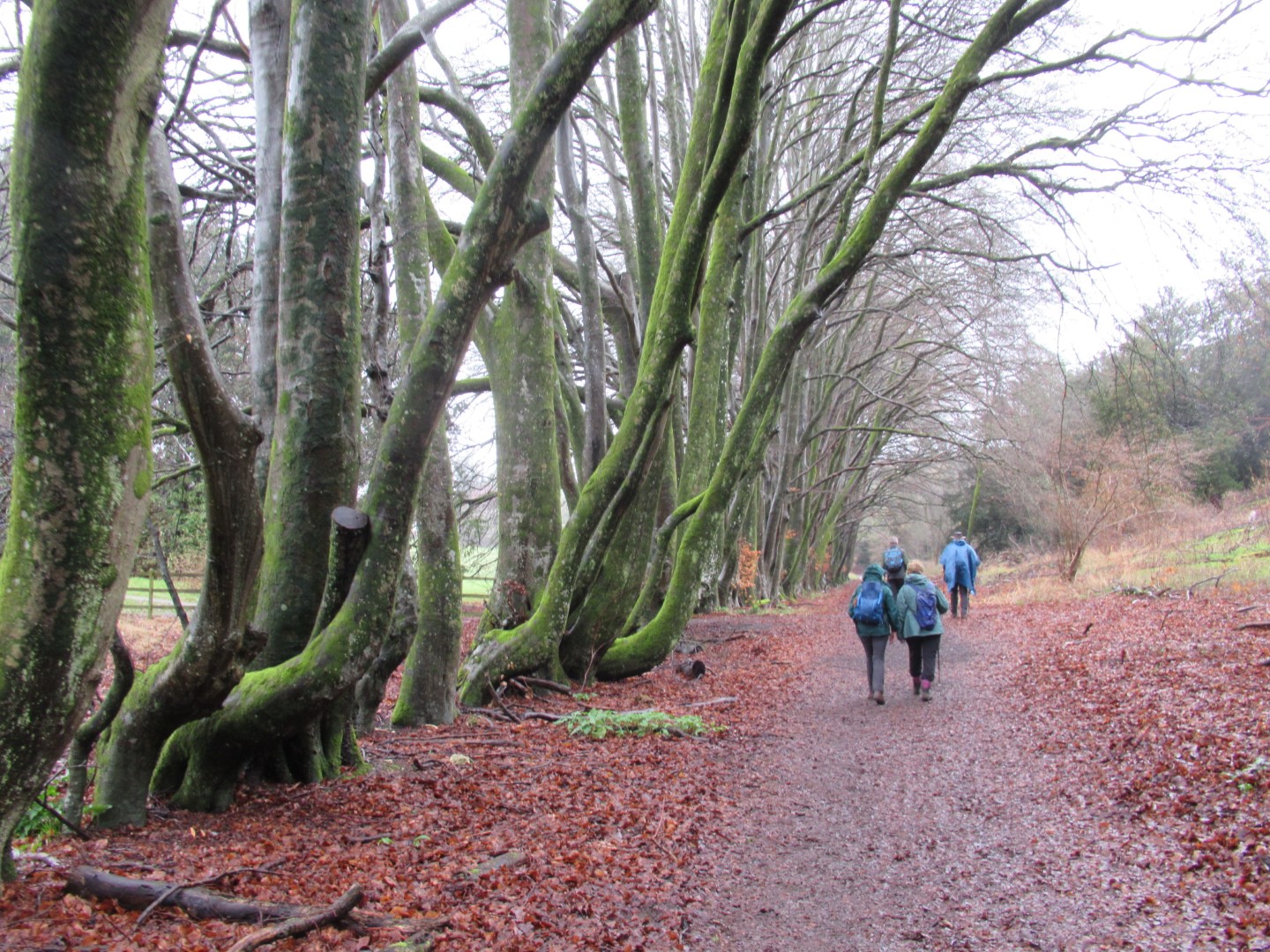 Stoughton walk on 22nd March 2023 | Midhurst Footpath Companions