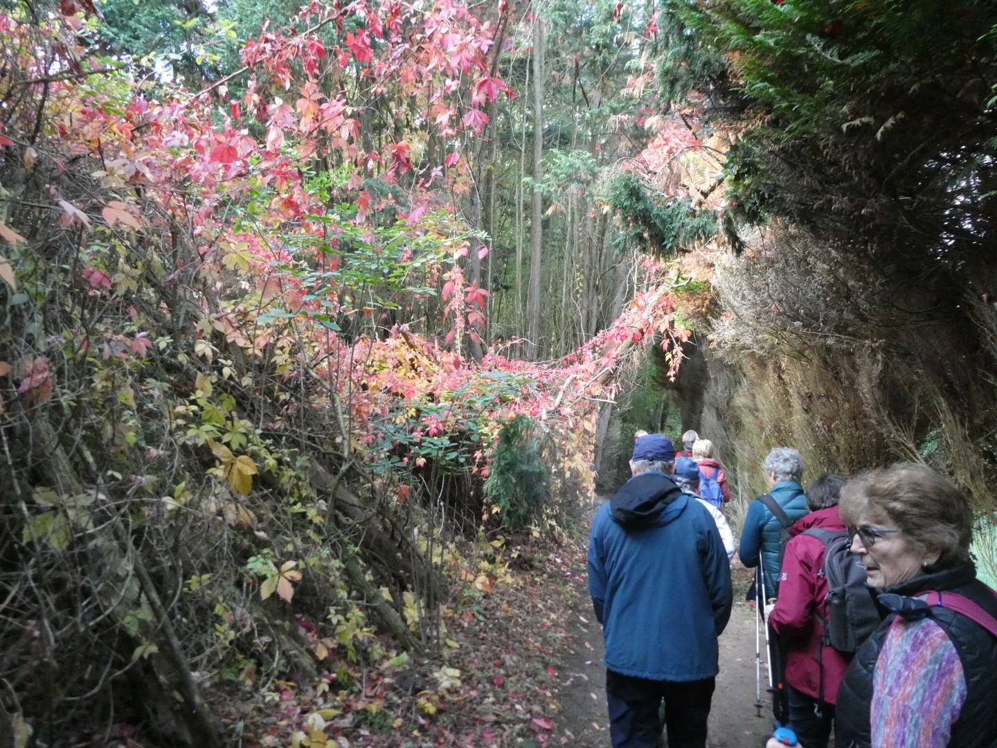 Tilford walk on 12th October 2022 | Midhurst Footpath Companions